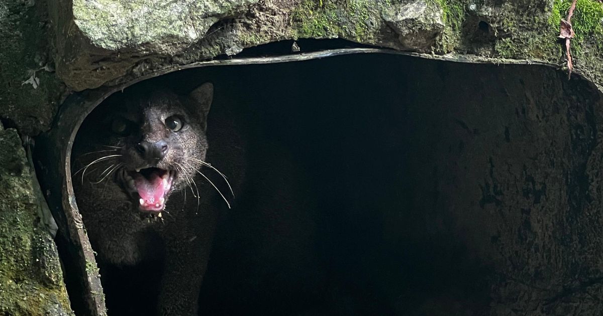 GALERIA - Gato-mourisco: saiba mais sobre o novo habitante do ...
